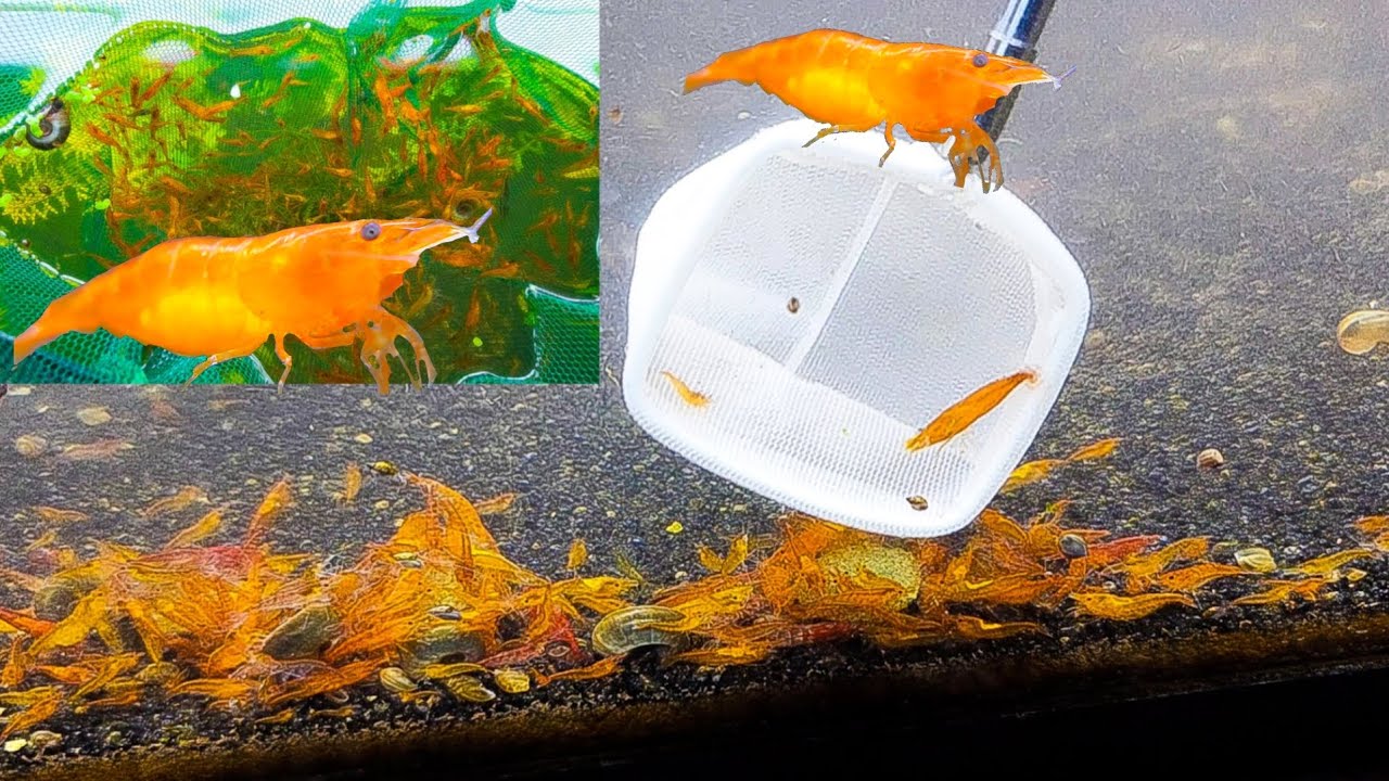 Breeding the BEST Shrimp - Orange Neocaridina - YouTube