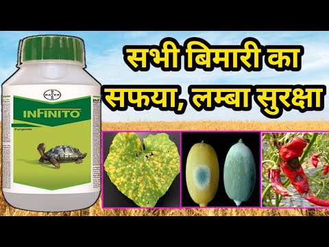 infinito fungicide | bayer infinito |Fluopicolide Propamocarb ...