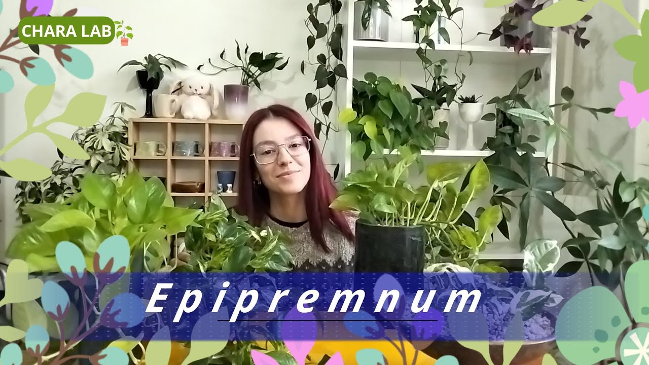 Το πιο ωραίο κομμάτι της συλλογής : Epipremnum // Chara Lab - YouTube