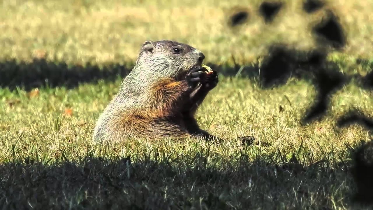 Groundhog Eating Apple - YouTube