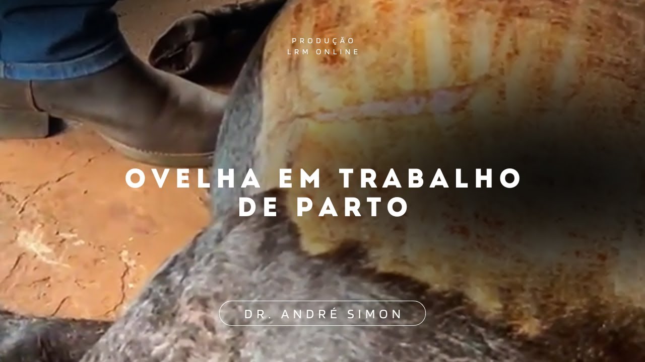 Ovelha em trabalhode parto | Vet Raiz - YouTube