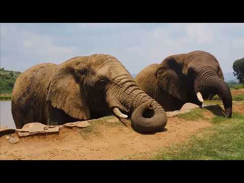 Animal videos \\ Elephant's nose is beautiful \\ Loria Moore