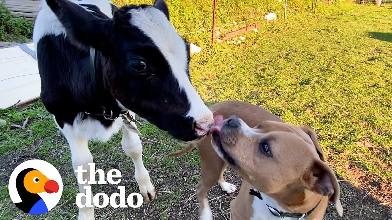 What Happens When A Pittie Wrestles A Baby Calf? | The Dodo Odd Couples ...