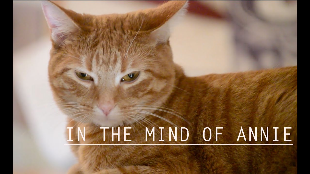 Annie the Cat - Episode 17 - In The Mind of Annie - YouTube