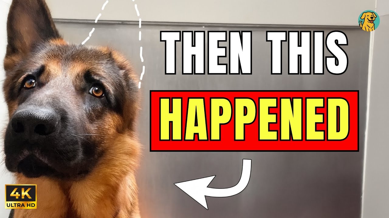 The One Eared Dog No One Wanted — Until This Heartwarming Moment ️ ...