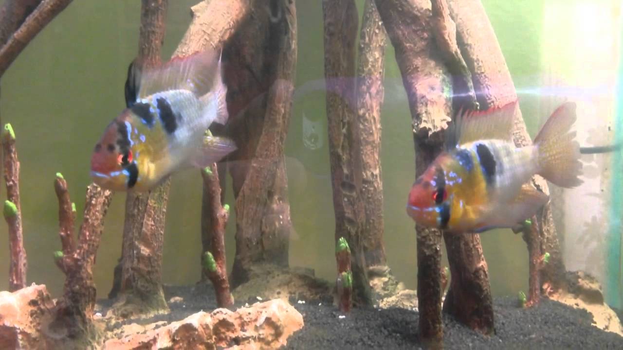 HOLLAND BLUE RAMS 3" long - YouTube