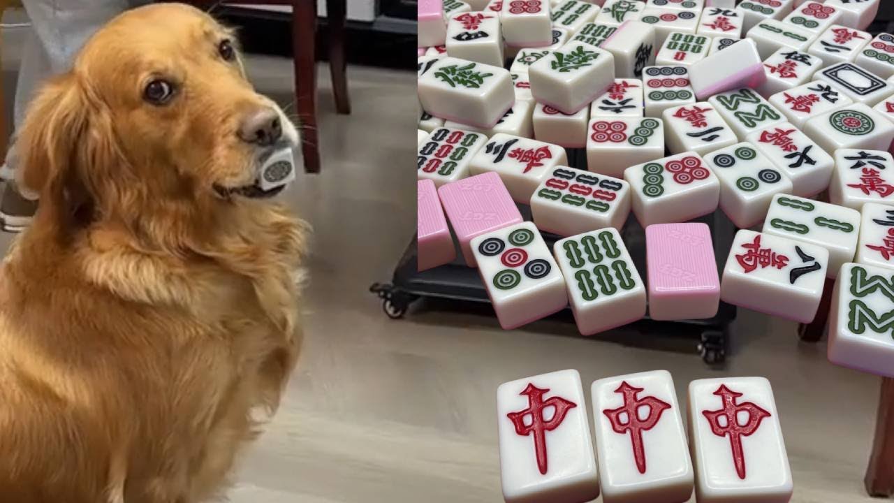 The dog controls the entire mahjong game😆 - YouTube