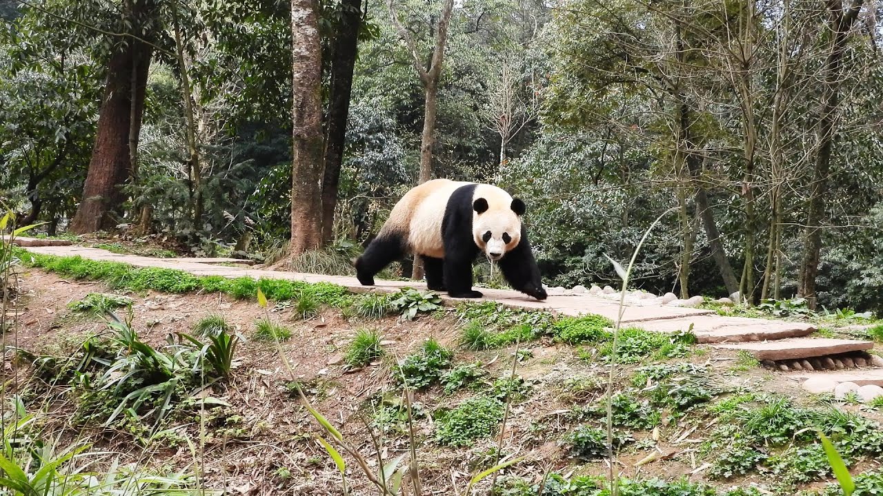ベイベイ | panda beibei | 大熊猫贝贝 - YouTube