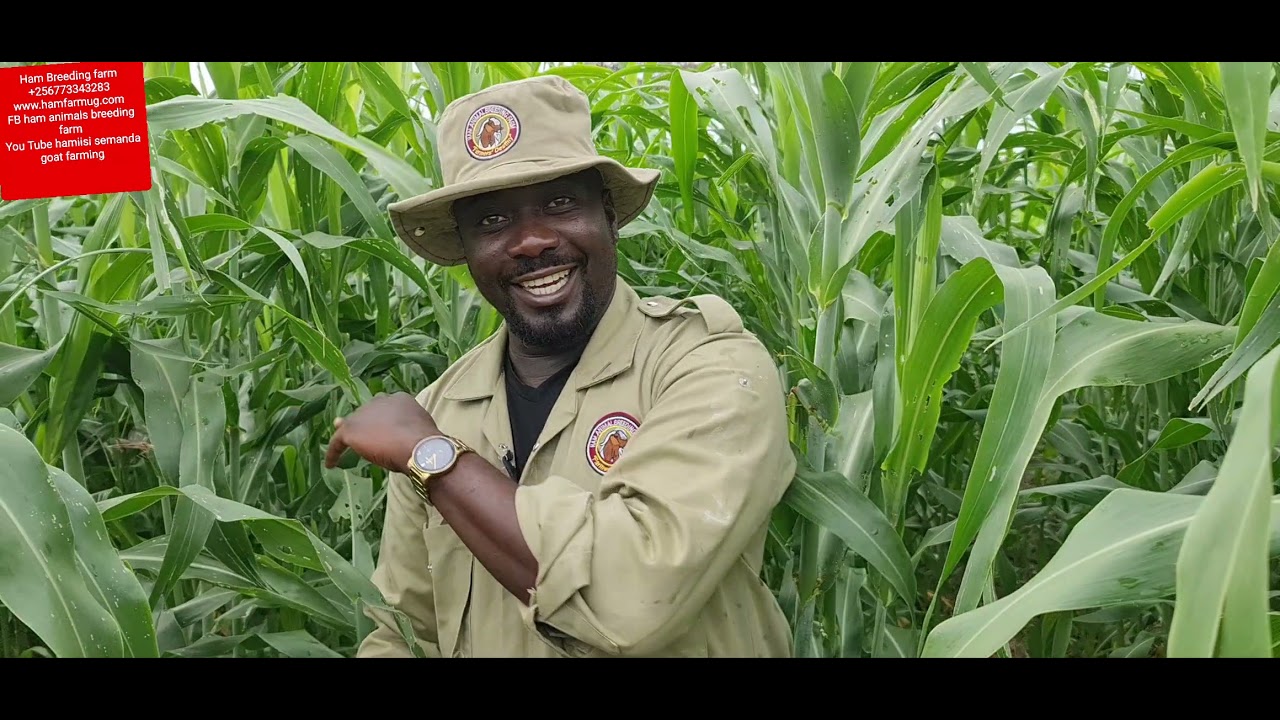 How To Plant Sugar Graze at Kate Gates blog