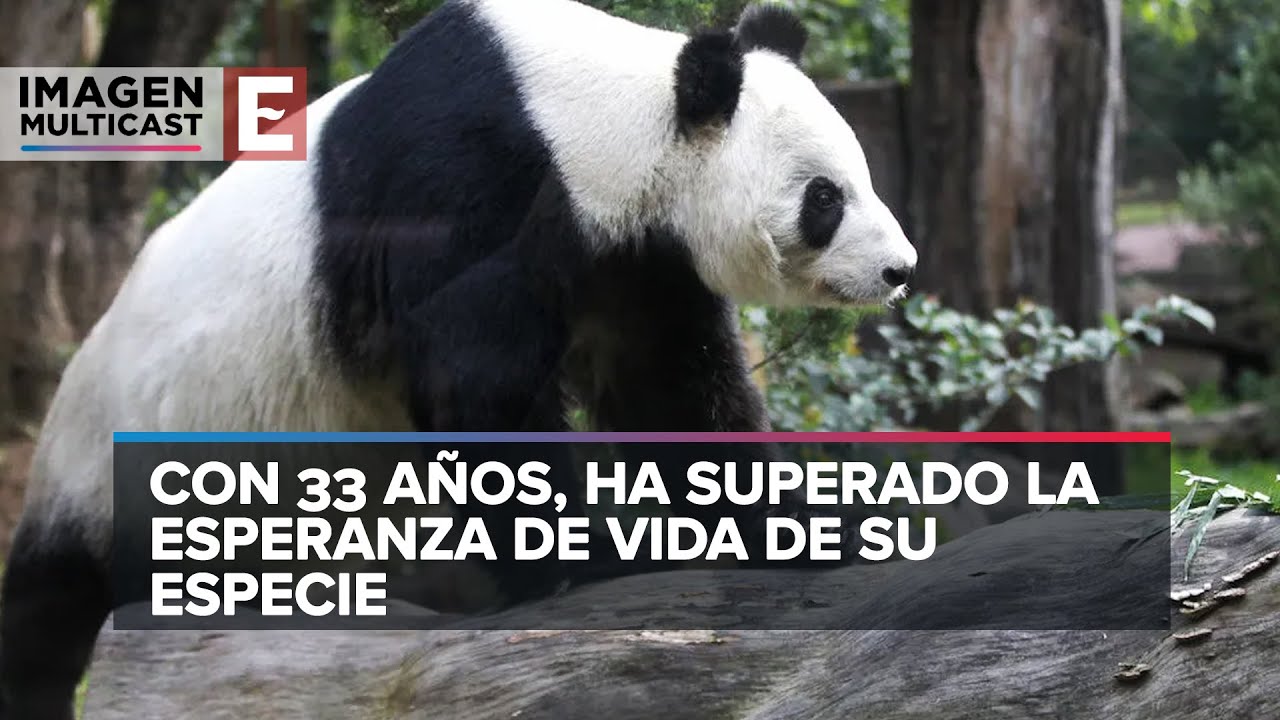 Xin Xin es la último oso panda de México - YouTube