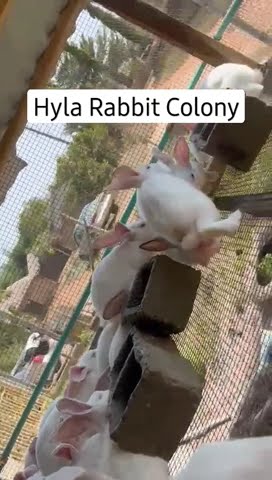 Our Rabbit Colony in Nigeria, top quality Hyla Rabbit - YouTube
