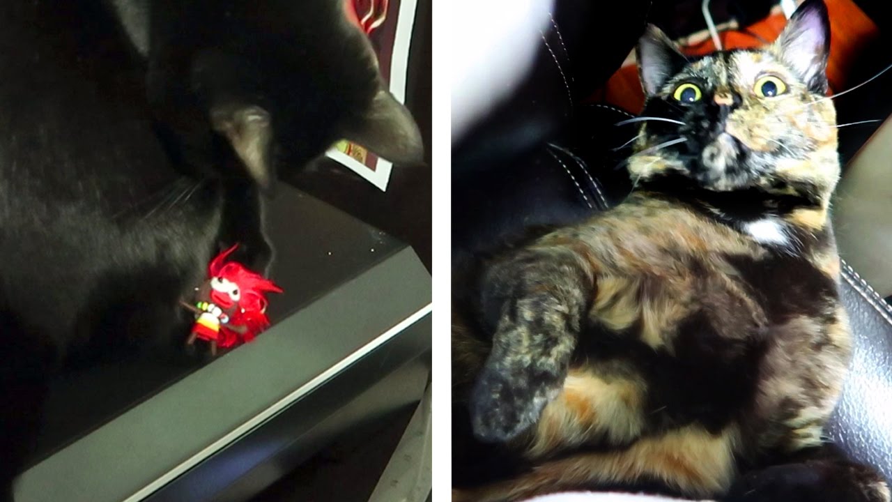 PESKY PETS - YouTube