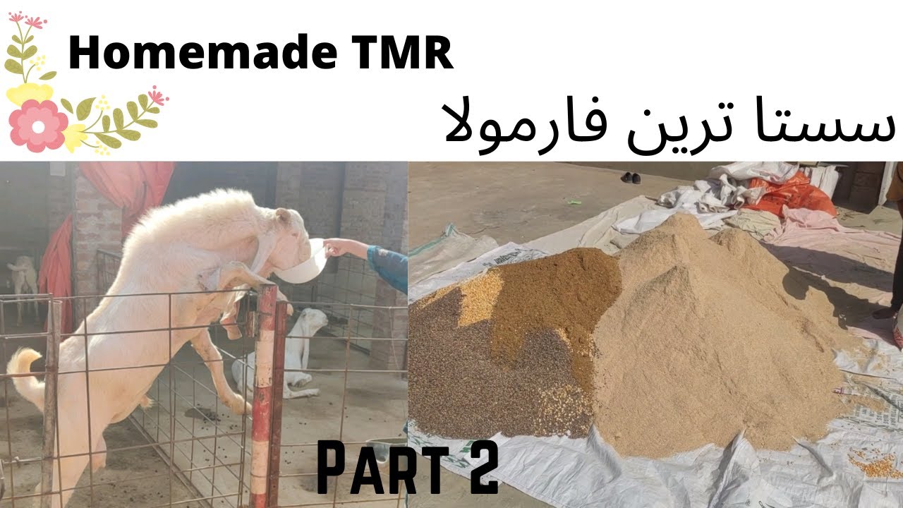 Homemade TMR Economical Formula - YouTube