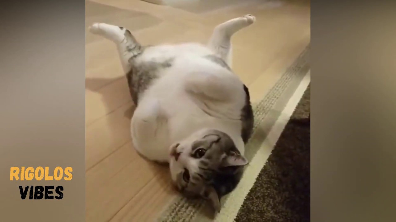 Meilleure compilation Chats, Drôles, fou rire à gogo 2020 - YouTube