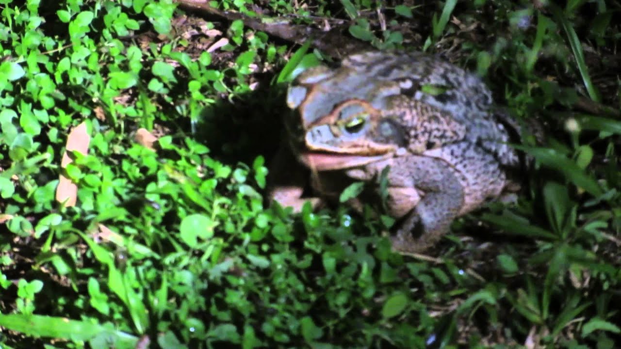 sapo comiendo MVI 0672 - YouTube