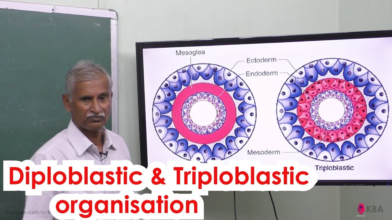 4.Zoology | Kingdom Animalia | Diploblastic & Triploblastic ...