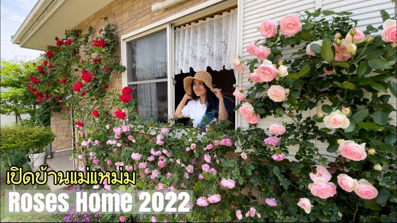 Ep.1280 Rose Home 2022 เปิดบ้านแม่แหม่มชมกุหลาบสวยๆพร้อมชื่อสายพันธุ์ ...