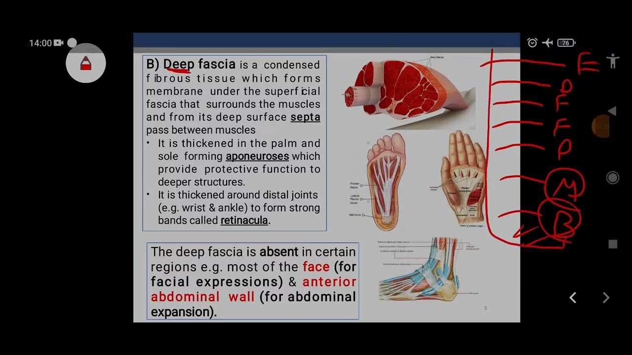 Lecture 2 Anatomy 1 skin & fascia - YouTube