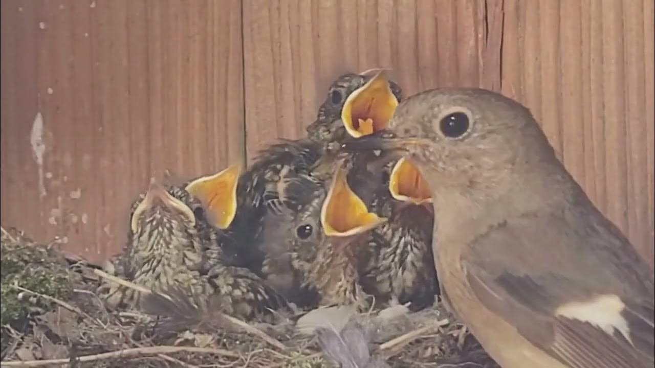 니가 왜 거기서 나와~ 우체통에 새 둥지, 새의 성장과정을 다큐멘터리로 새가 둥지를 떠날 때까지 촬영 (부화 4일째)2025. ...