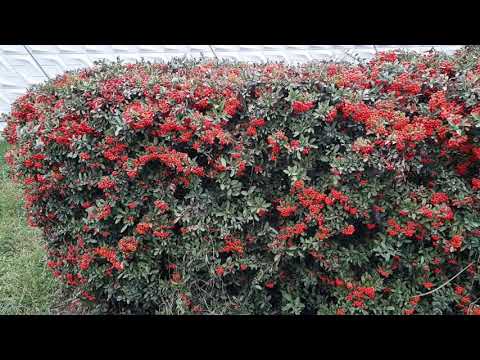 Baki cox gozel menzere videolari yeni videolar ( mutleq izleyin )