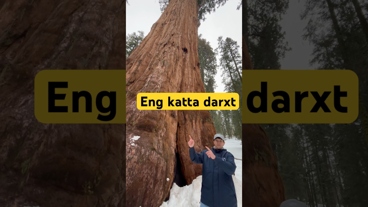 Dunyodagi Eng katta darxt #uzbek #amerika #shorts - YouTube