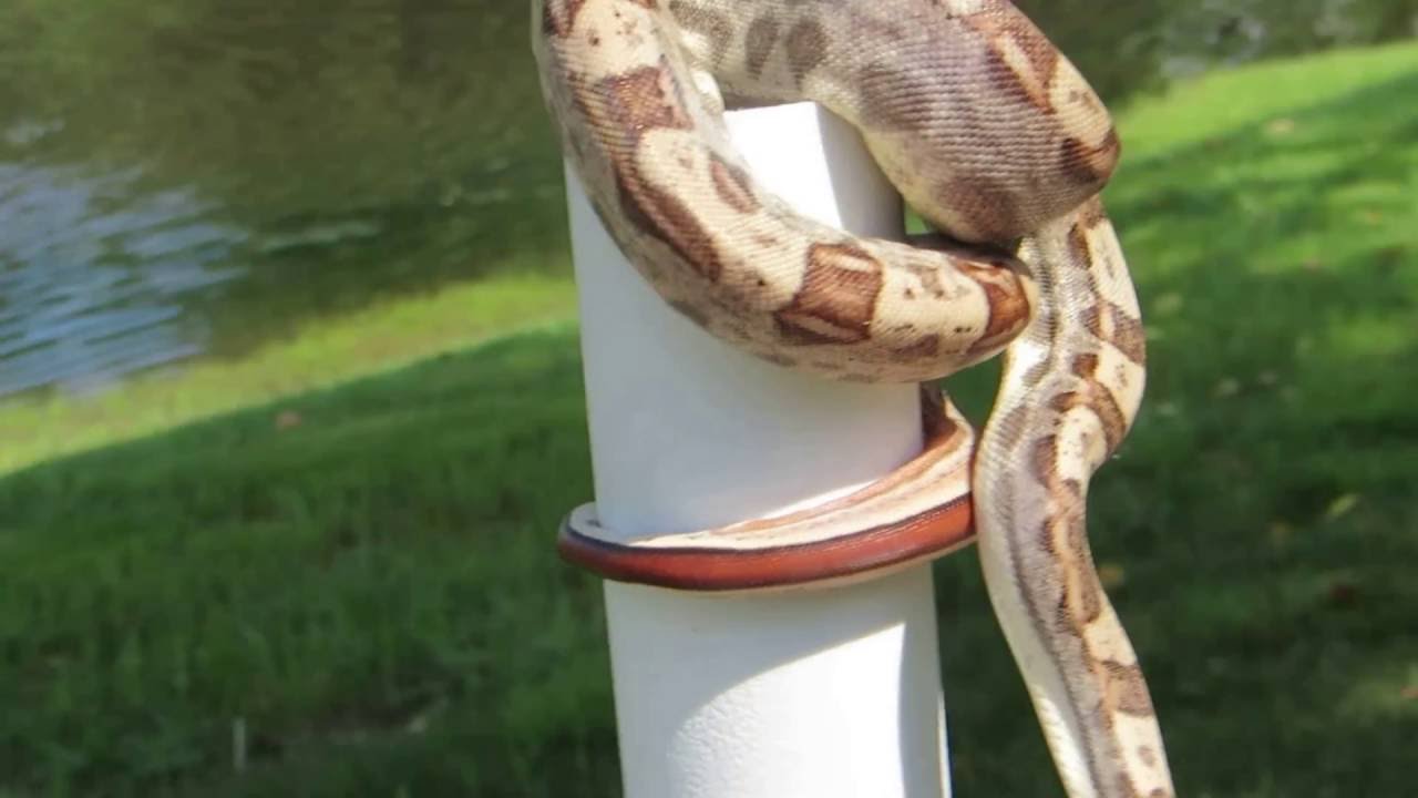 Hypo Motley 100% Het Albino Male| snakes for sale| Boa constrictor| red ...