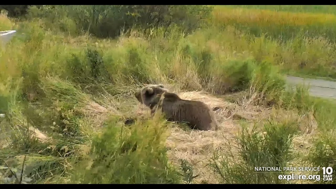 LR bears Explore.9/4/22 - YouTube