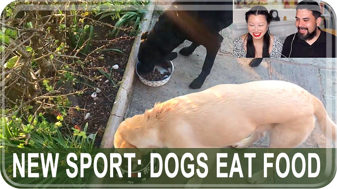 Americans React to Dog Food-Eating Competition - YouTube