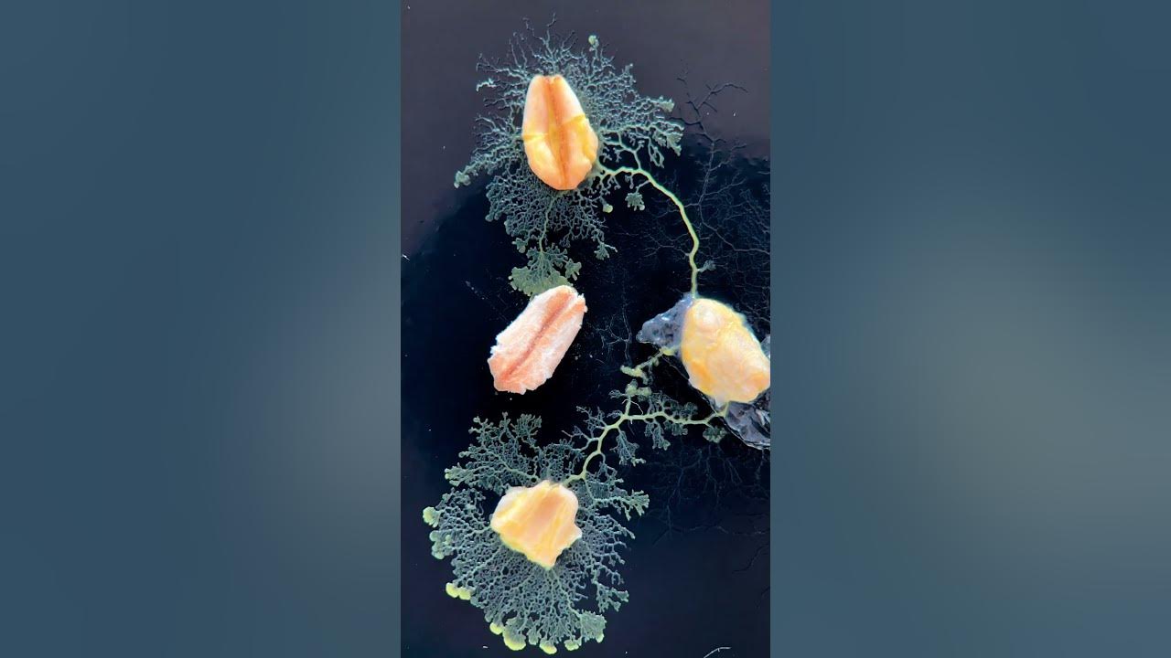 Slime Mold Timelapses Pt.3 - YouTube