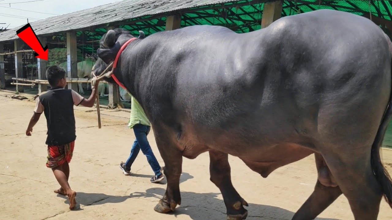 Big Buffalo in Bangladesh | Buffalo Riding | Gabtoli Buffalo new ...