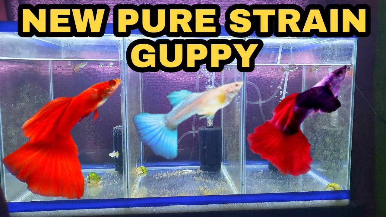 Unboxing New Pure Strain Guppy - YouTube