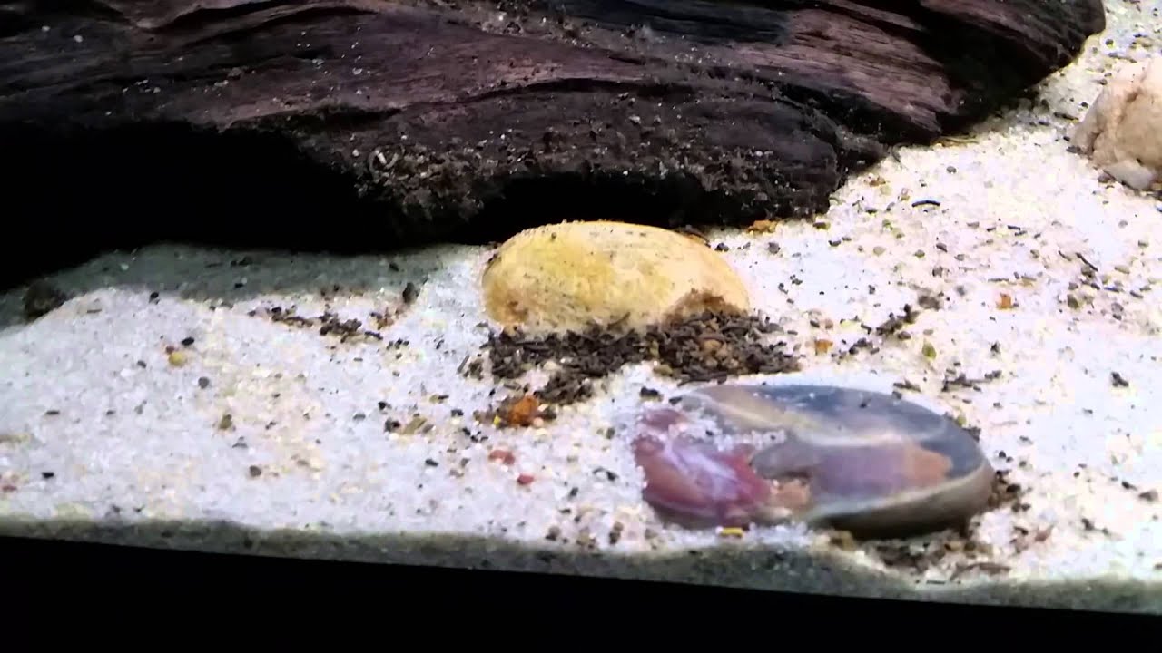 Eheim 2262 - YouTube