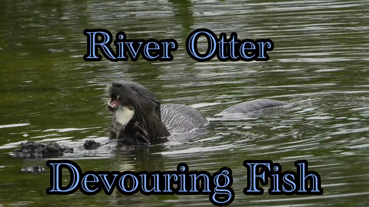 River Otter Devouring Fresh Fish For Lunch (Wellington, Florida) - YouTube