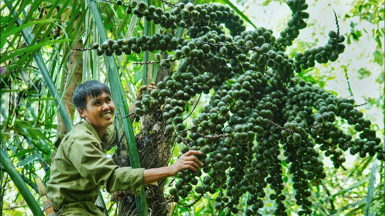 FULL VIDEO: 3 years living with grandparents, Harvest forest fruits, a ...