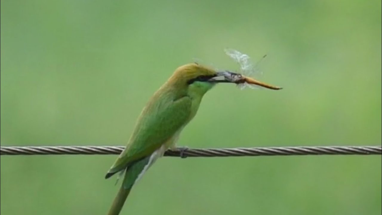 Birds documentary National geographic. - YouTube