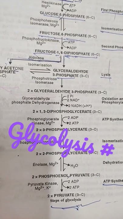 Glycolysis flow chart#Biology# - YouTube