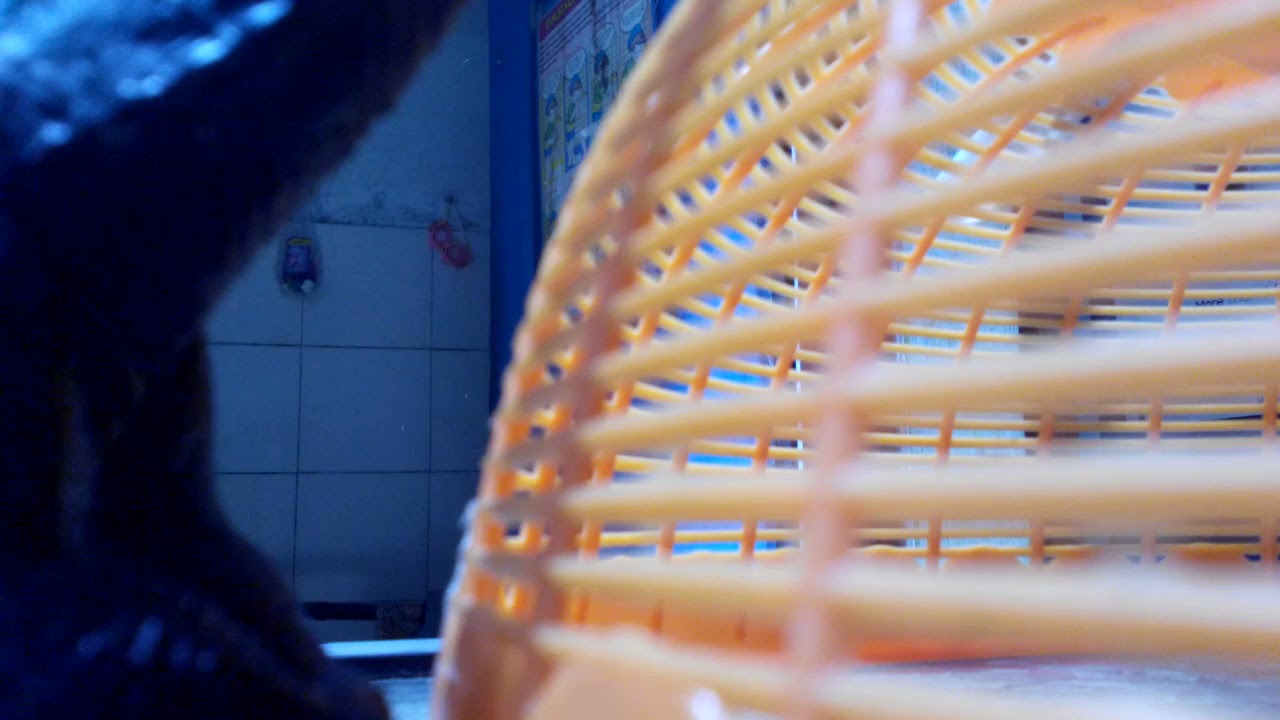 Godzilla single point POOP - YouTube