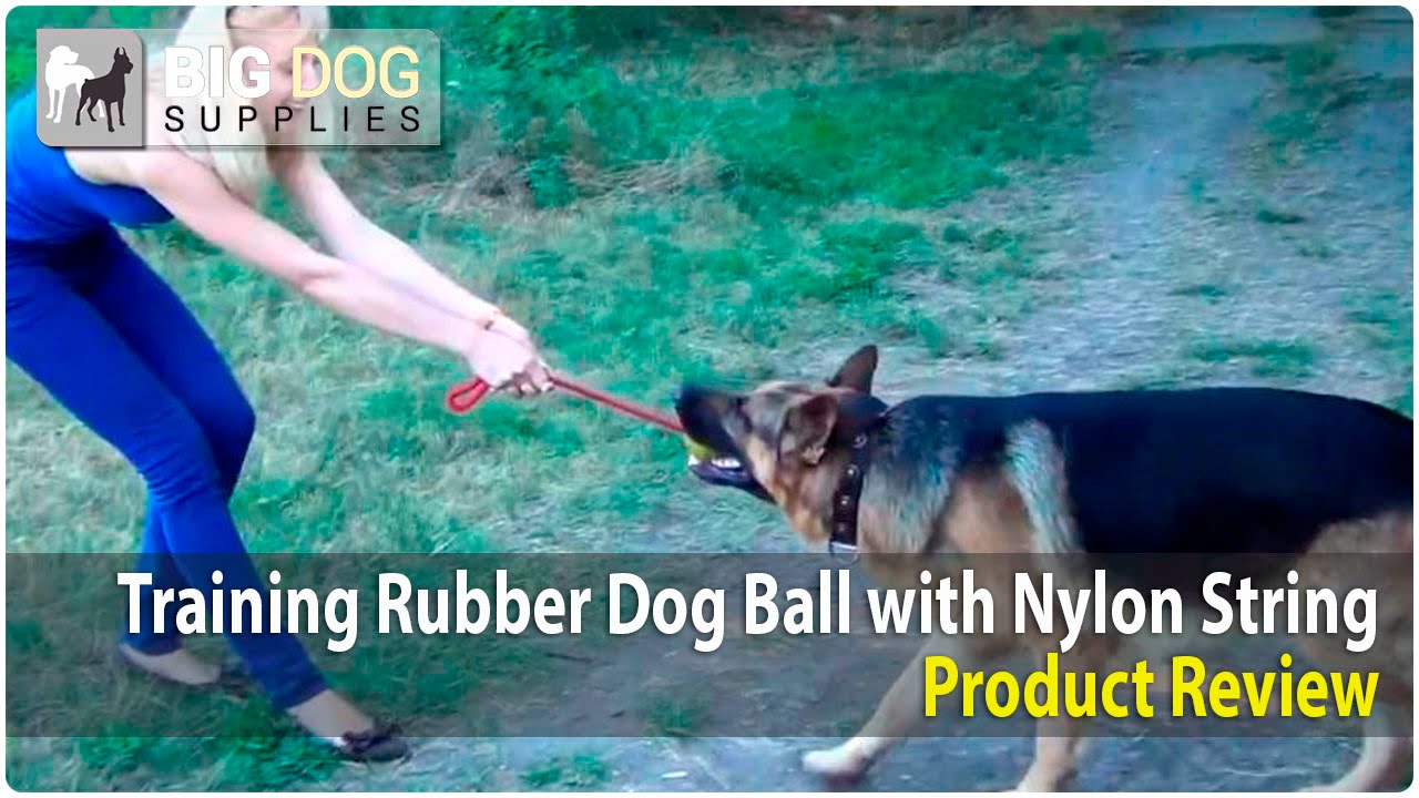 German Shepherd and Other Big Dogs Playing with Training Dog Ball on ...