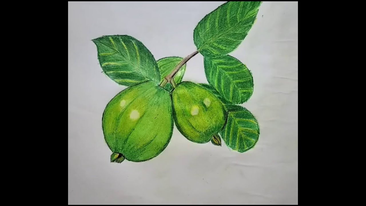 How to draw guava / guava drawing - YouTube