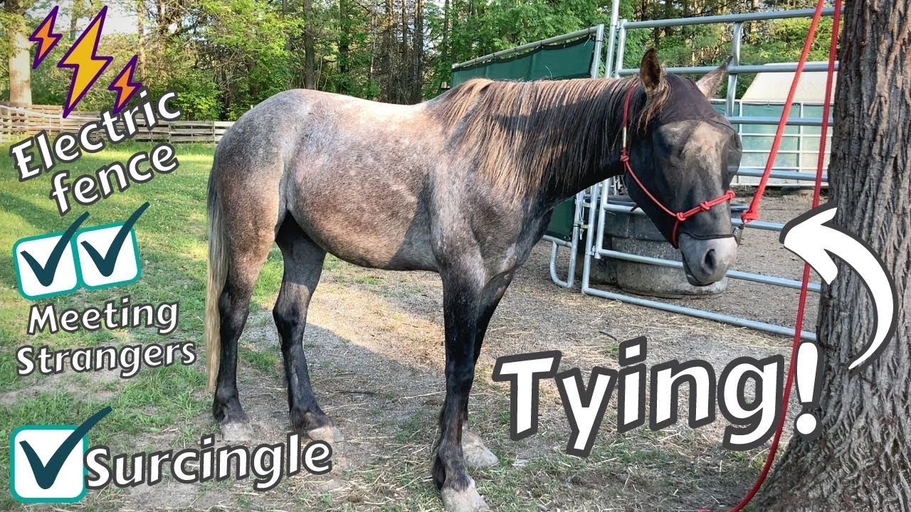 Merlin's training milestones // Learning to listen to his breath to ...