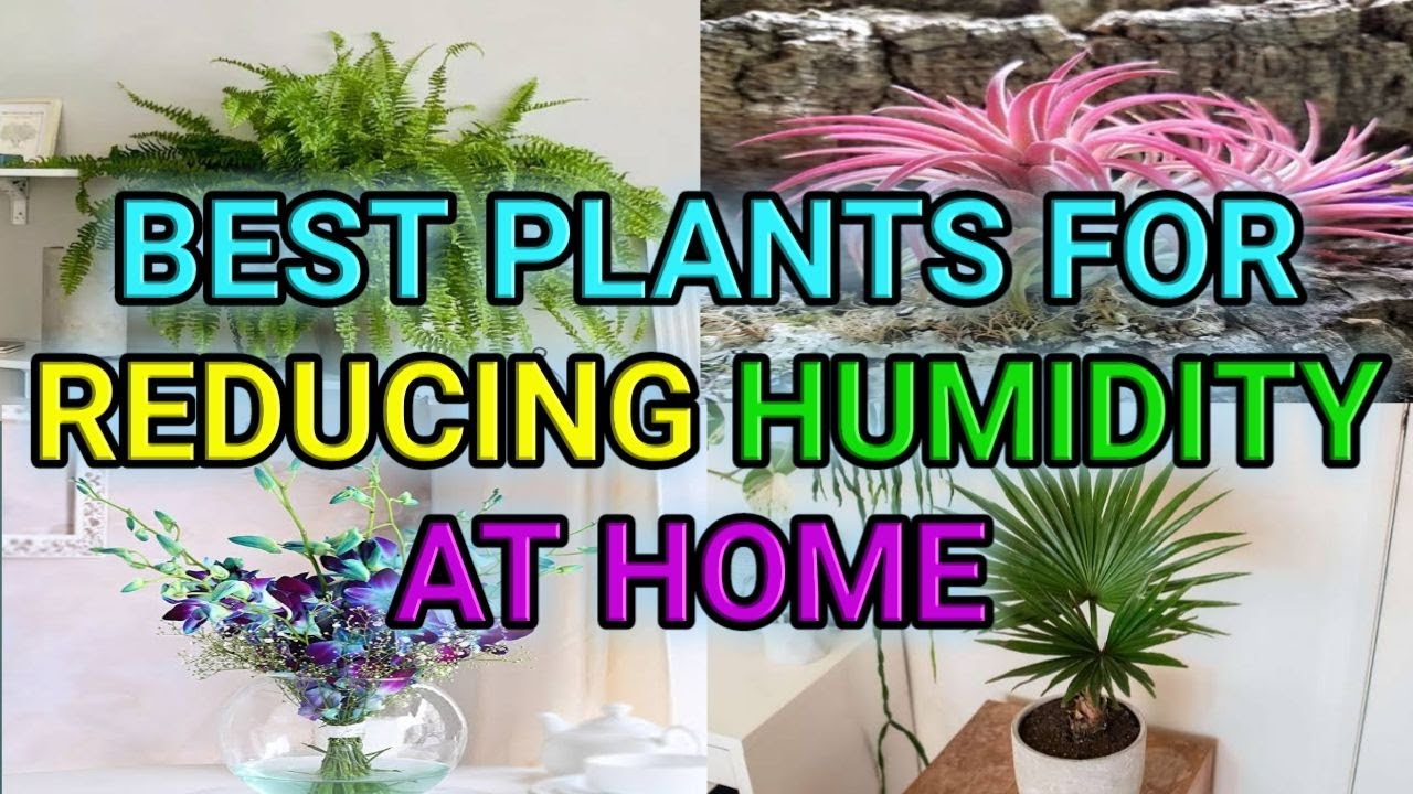 The best plants for reducing humidity at home - YouTube
