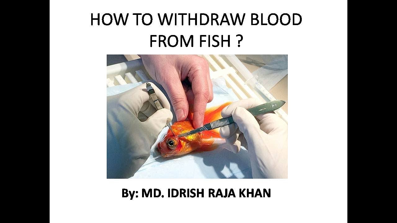 How to withdraw blood from fish ? - YouTube