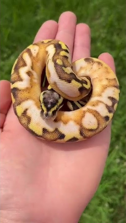 Beautiful Calico combo Ball Python! 🤩 - YouTube