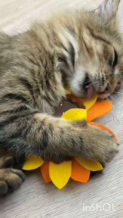Catnip toy - YouTube