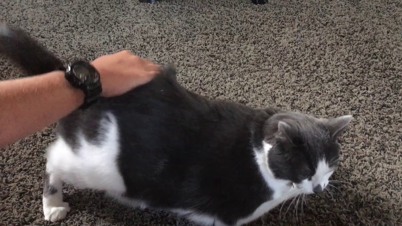 Cat loves getting the butt scratch - YouTube