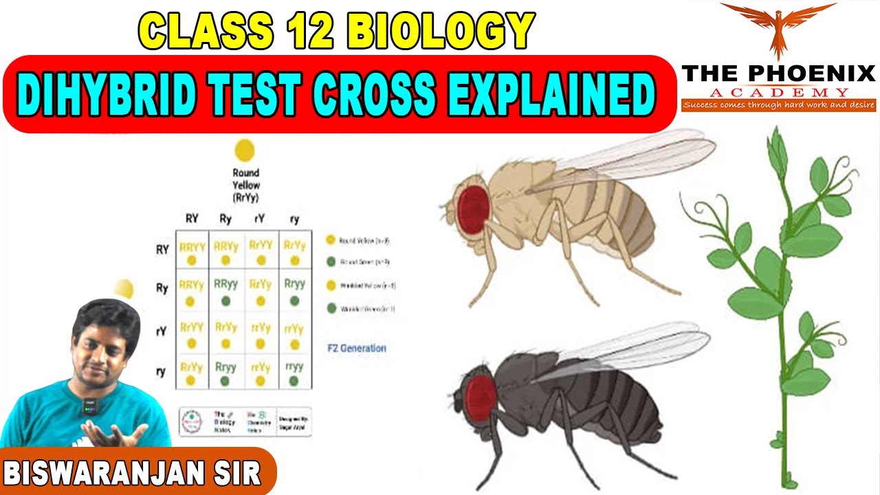 No More Confusion! Dihybrid Test Cross Explained | Class 12 Biology ...