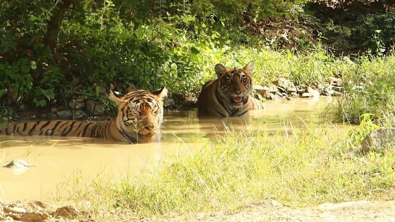 Ranthambore Park - September. Ranthambore Regency www ...