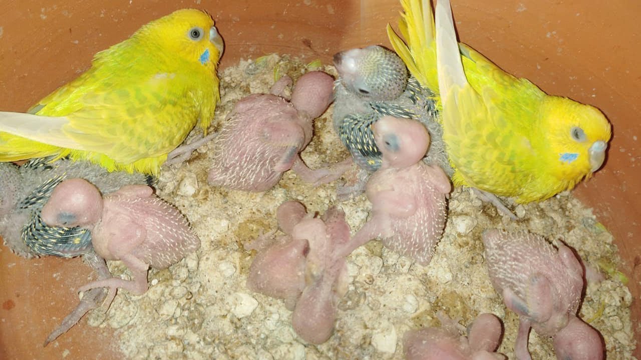 Beautiful baby budgies | Budgerigar chicks - YouTube