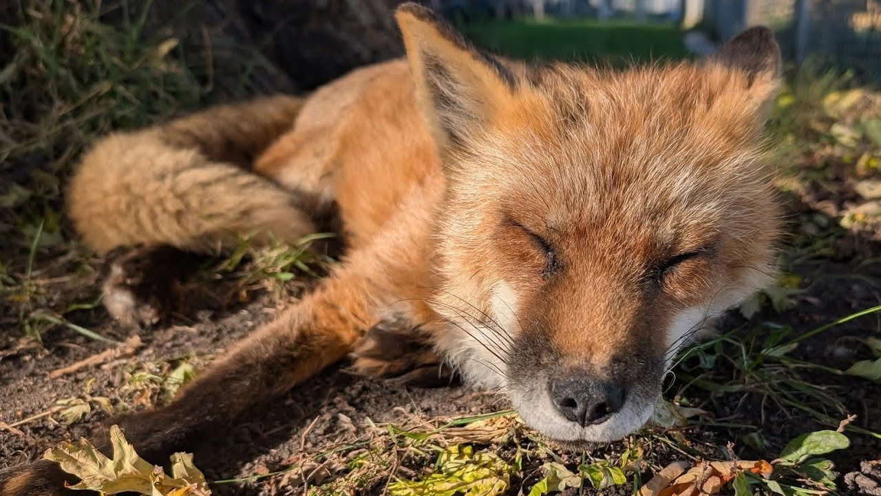 Finnegan fox health update - YouTube