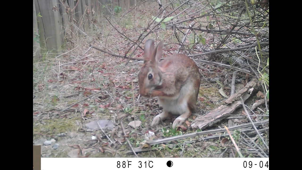 Early September 2024 (Rabbit, Opossum, Brown Thrasher) - YouTube